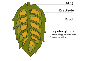 Hop Extract: An Overview - Extraction Magazine