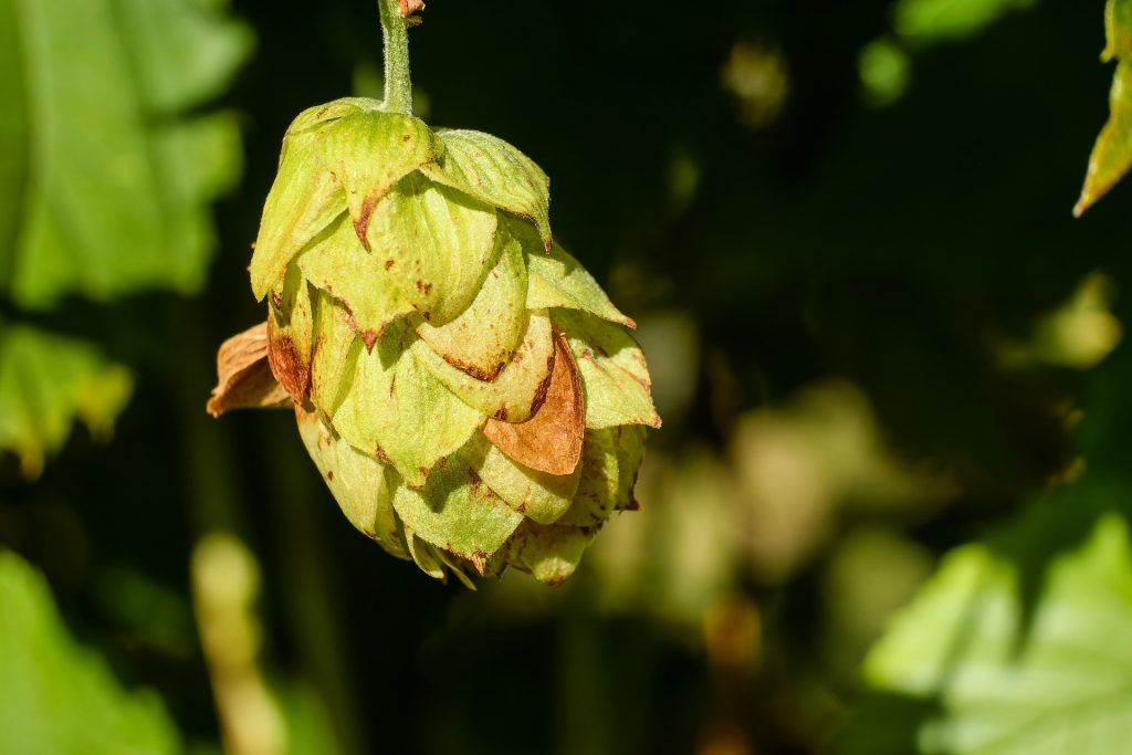 Hop Extract: An Overview - Extraction Magazine