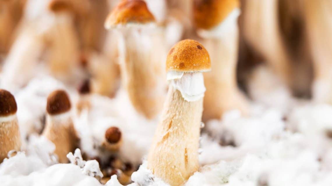 Psilocybin and Psilocin Extraction Solvents and Techniques