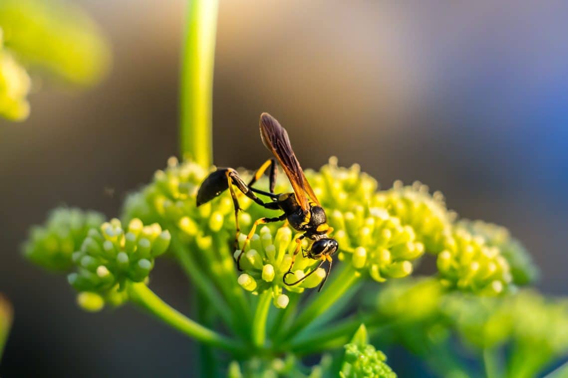 The World of Botanical Insecticides - Extraction Magazine