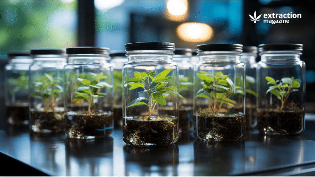 In Vitro Plant Tissue Culture - Extraction Magazine