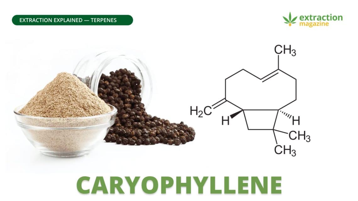 Caryophyllene - Extraction Magazine