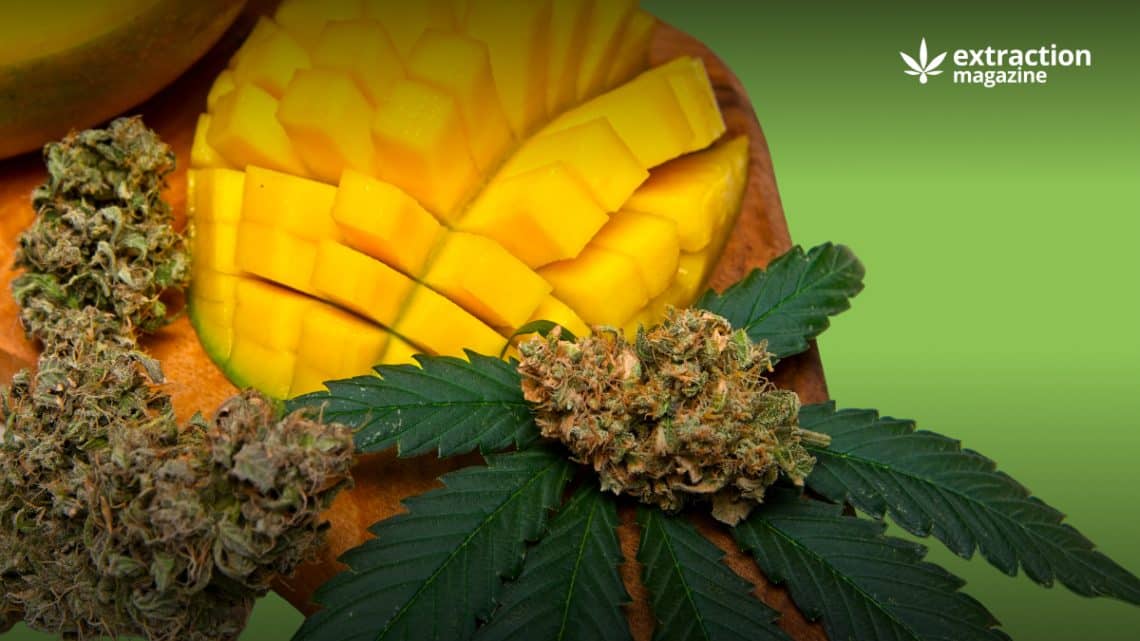 The Potential Health Benefits of Myrcene - Extraction Magazine