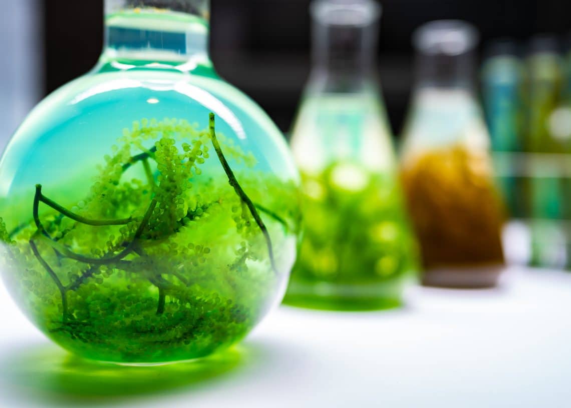 Industrial Hemp Used as Biofuel: Pros and Cons– Extraction Magazine