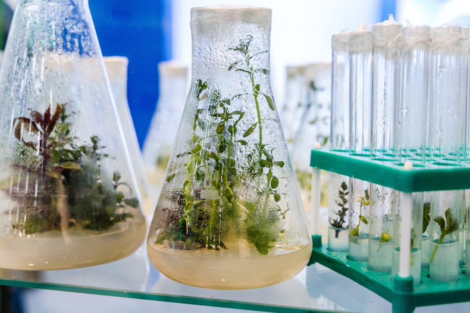 Active Compounds From Plants - Extraction Magazine